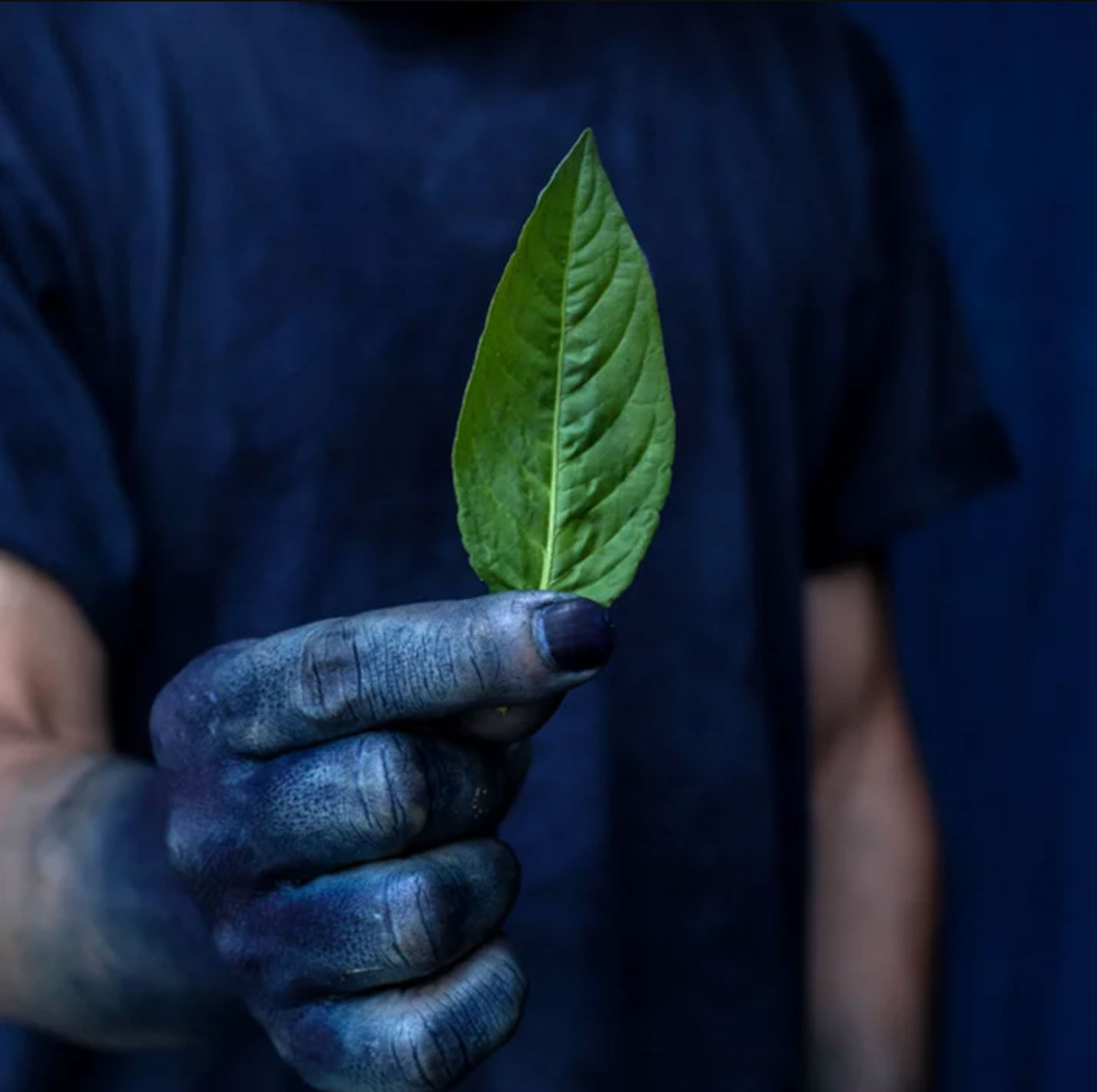 L'art de la teinture bleue indigo japonaise à Tokushima